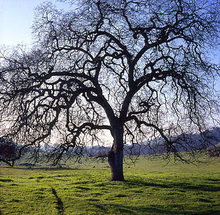 Oak Tree, Fresno, California, San Joaquin Valley