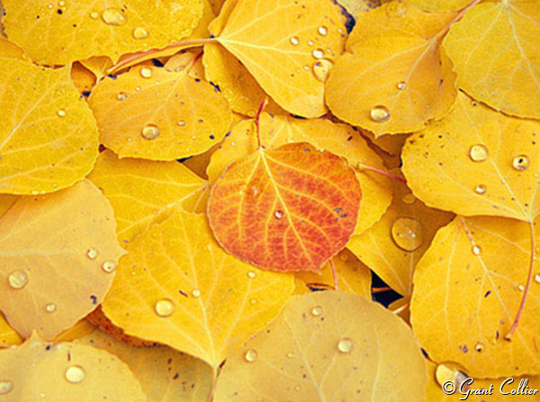 Aspen Leaves, Fall, Autumn Colors, Close Up Photos